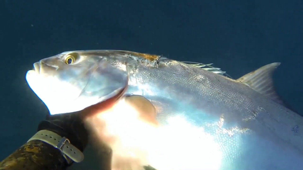 Μαγιάτικα - Amberjacks - YouTube