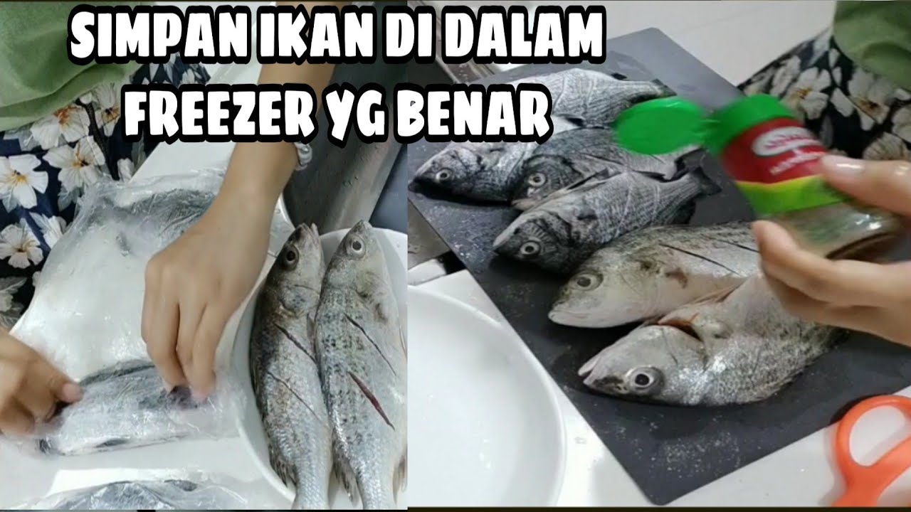 CARA MENYIMPAN IKAN DI DALAM FREEZER - YouTube
