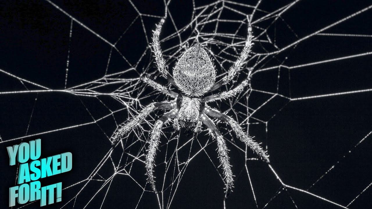 Spider Web of Death 🕸️ You Asked For It - YouTube