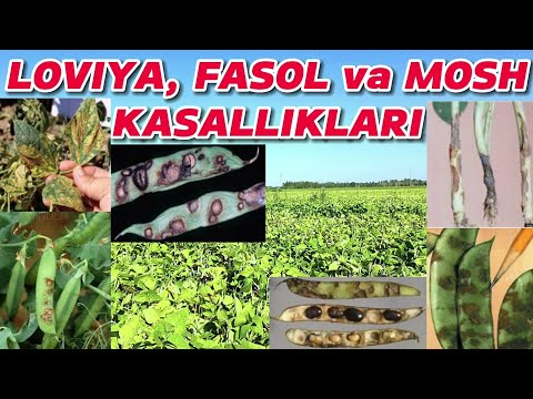 LOVIYA, FASOL va MOSH KASALLIKLARI. 151-son.