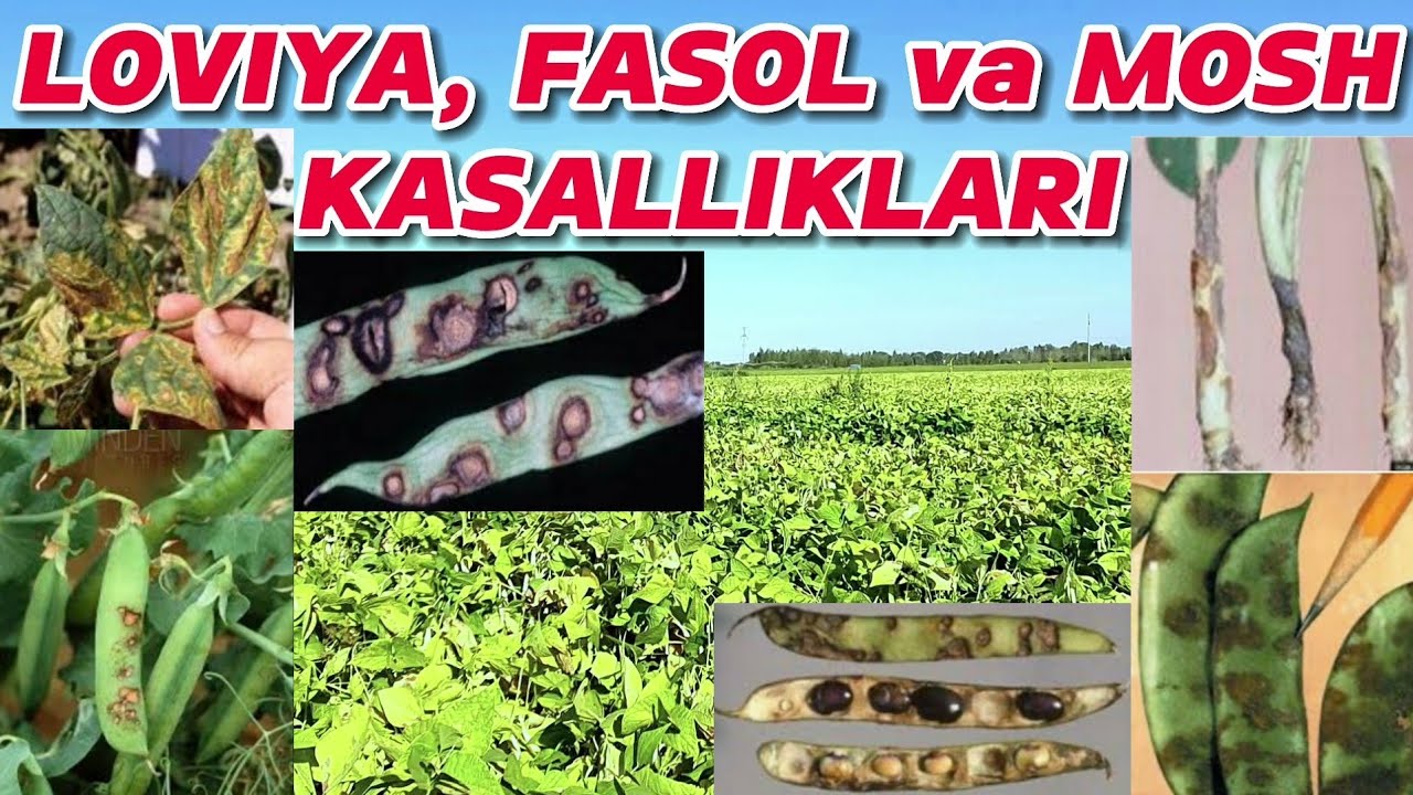 LOVIYA, FASOL va MOSH KASALLIKLARI. 151-son. - YouTube