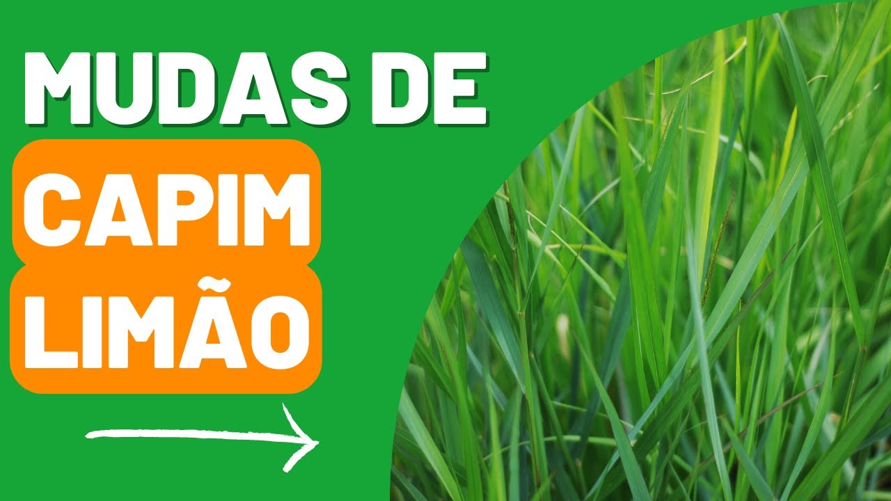 COMO FAZER MUDA DE CAPIM LIMÃO (CAPIM SANTO, CAPIM CIDREIRA, CAPIM ...