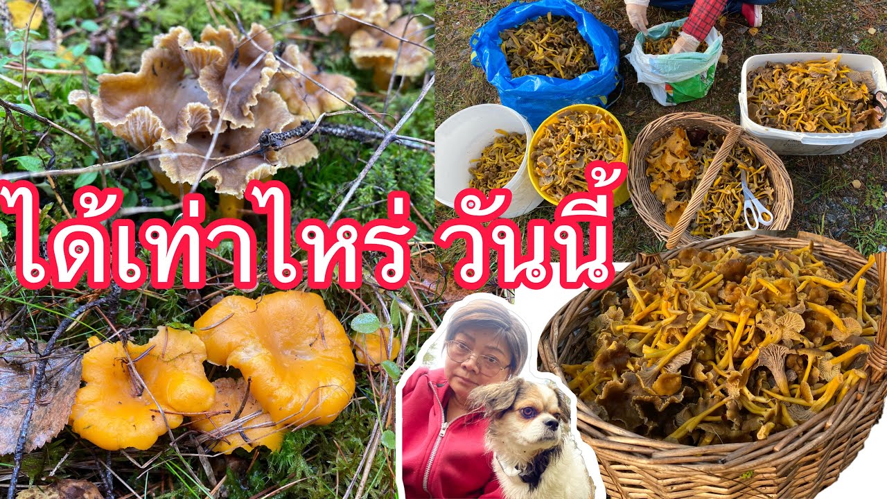 ได้เท่าไหร่วันนี้⁉️,เก็บเห็ดดำขาย,Trattkantarell,(Craterellus ...