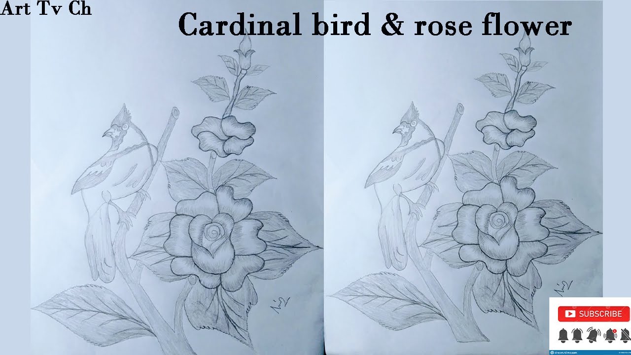 How to draw cardinal bird with rose flowers | how to paint roses | bird ...