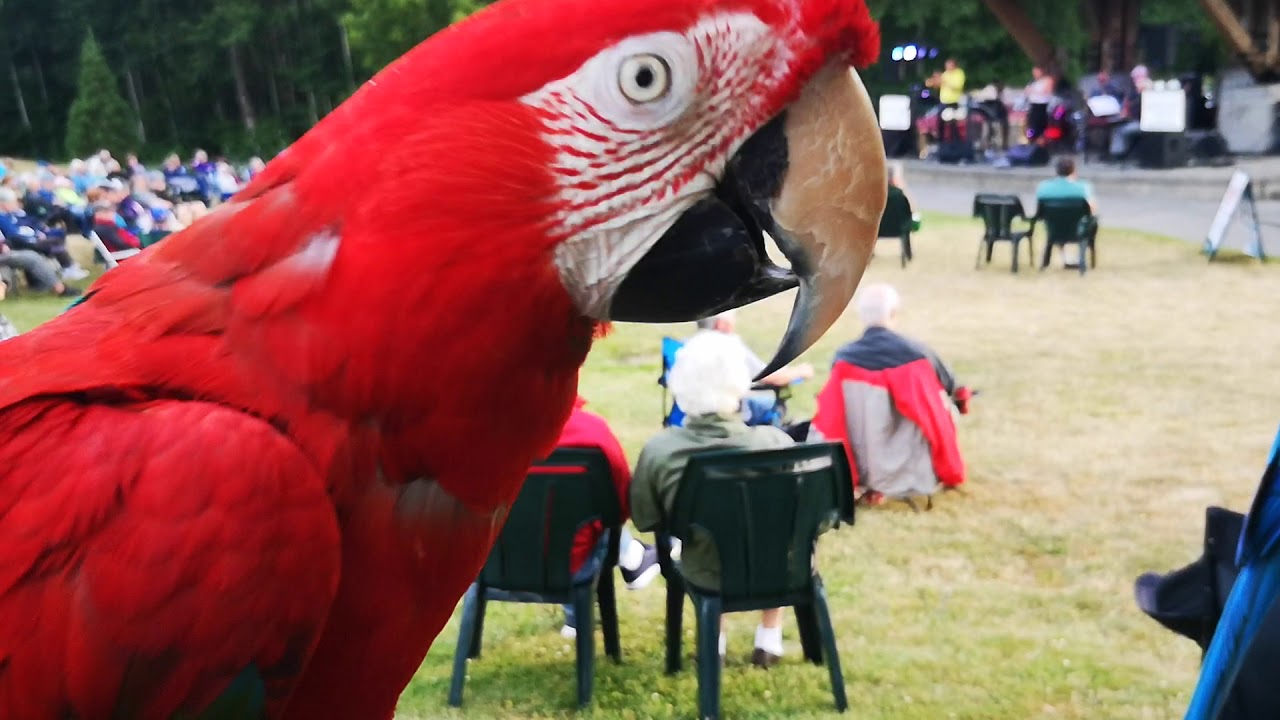 Dancing Macaw - YouTube