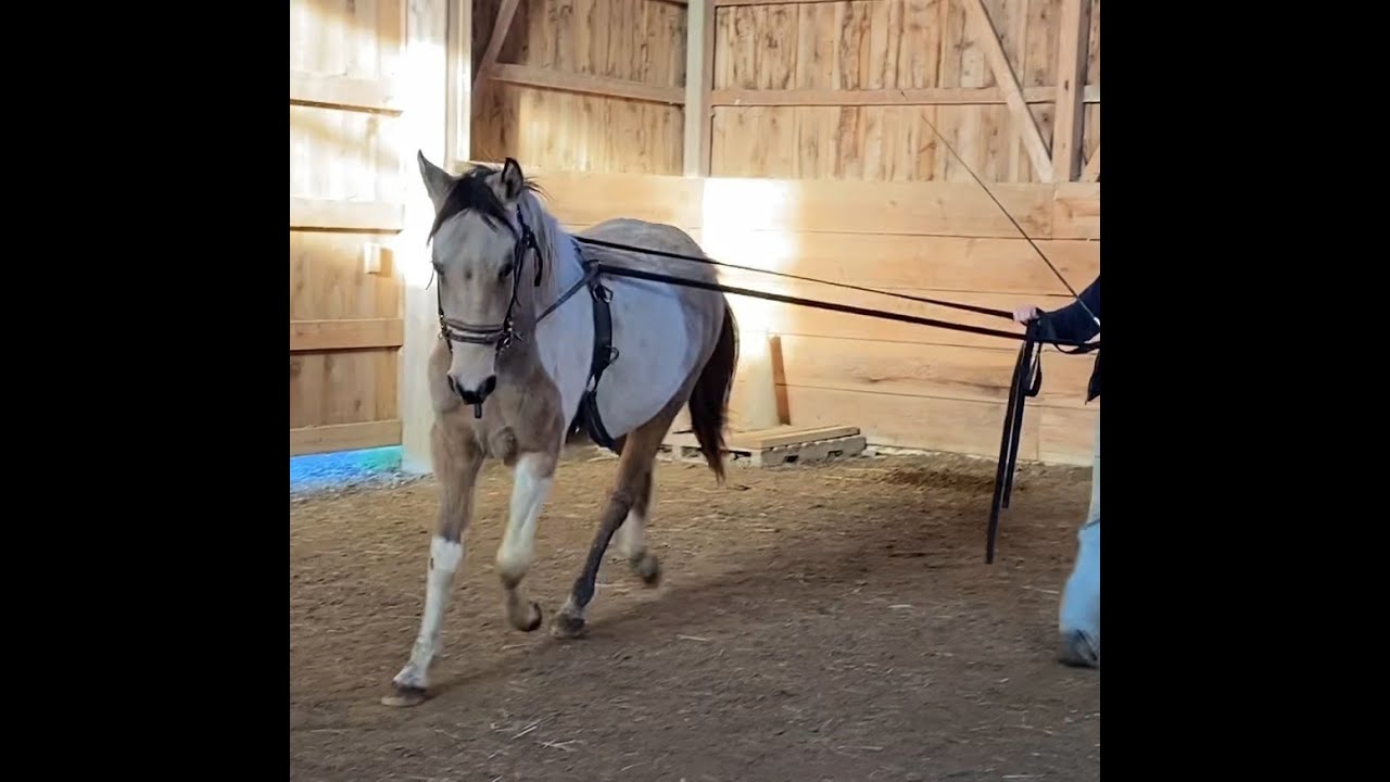Available 2022 Welsh/Arab/Pinto Pony Cross - YouTube