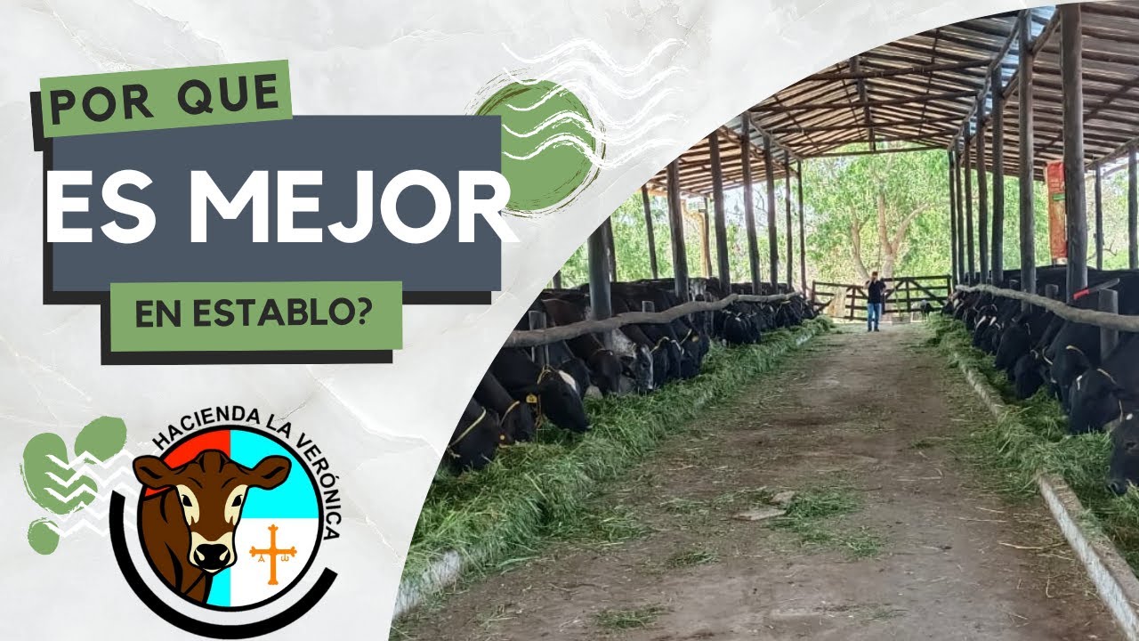 MEJOR EN ESTABLO - YouTube