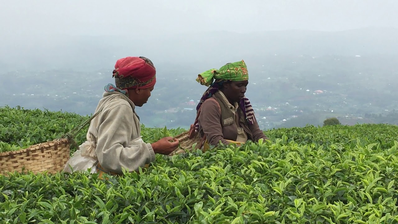 Tea Pickers - Gisakura Tea Estate - Nyungwe Forest - Gisakura, Rwanda ...
