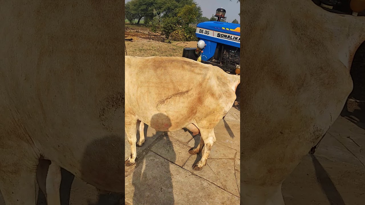Cow delivery(2) - YouTube