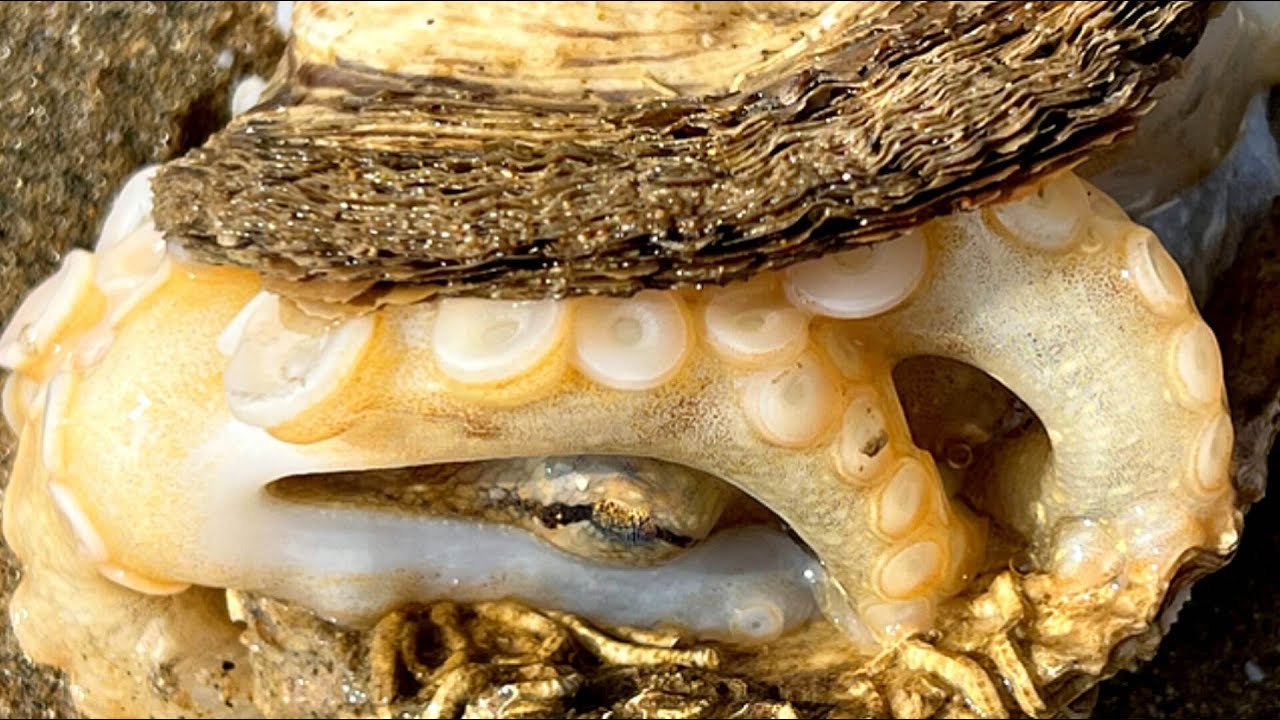 XiaoWei found a small octopus hidden in a big oyster, and caught a big ...