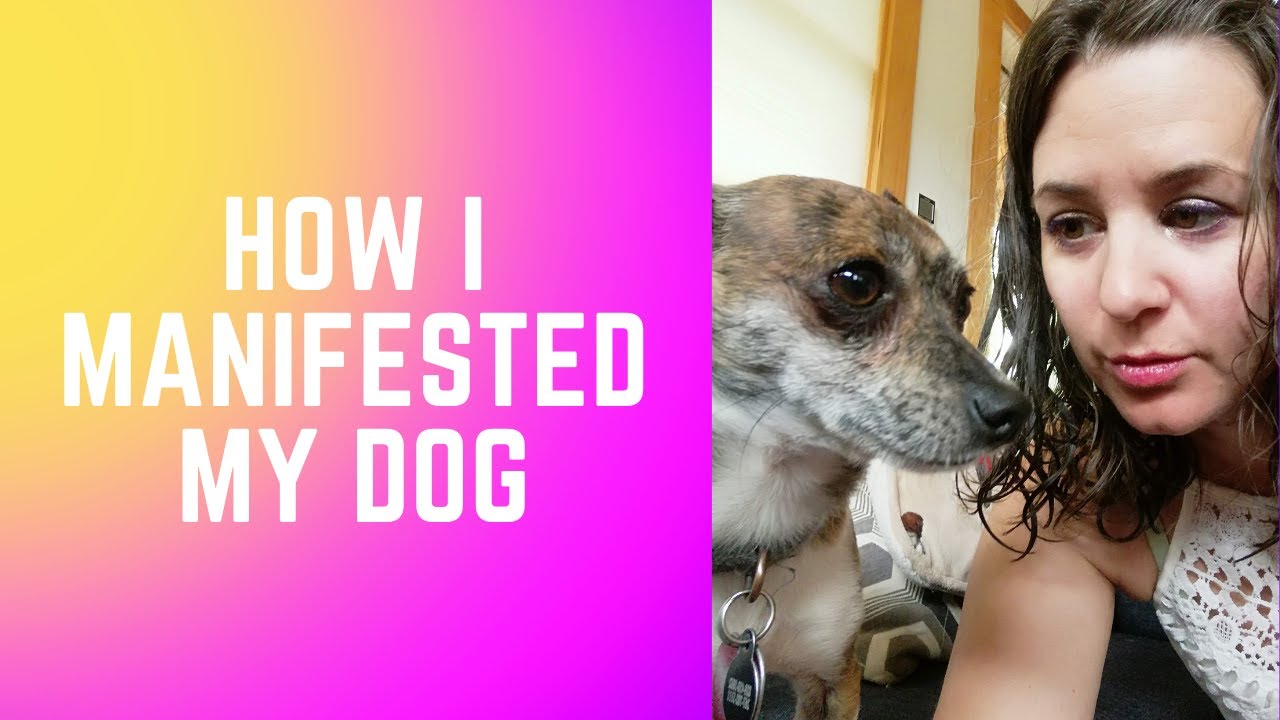 How I manifested my dog using the law of assumption - YouTube