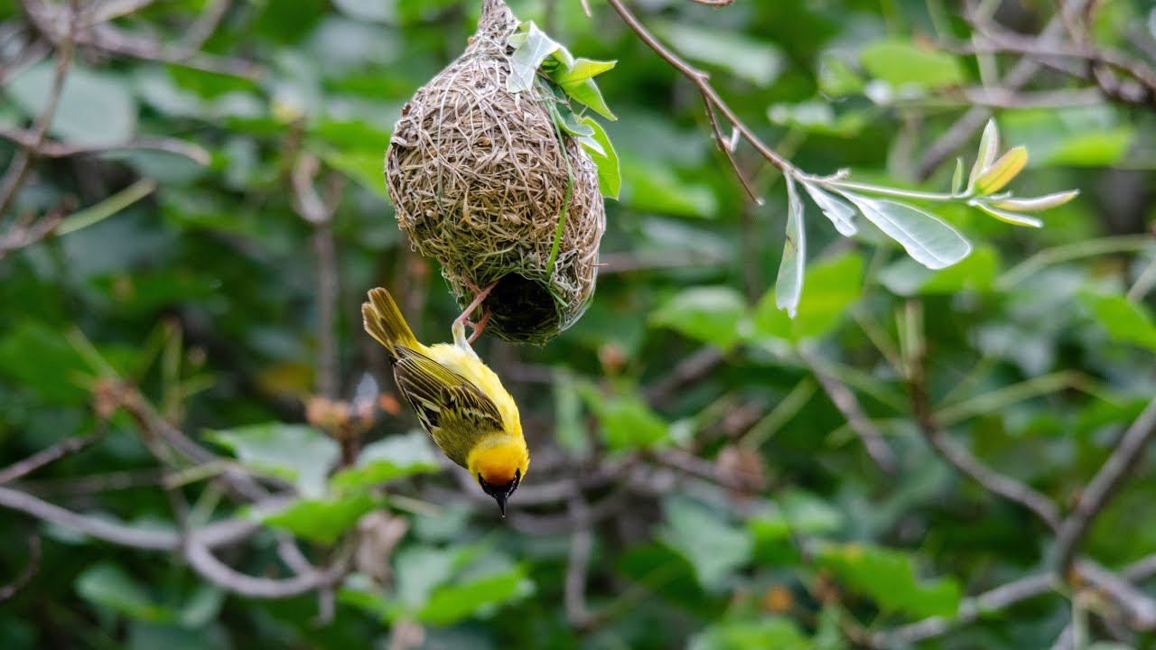 Some great bird nests।the most amazing nest in the animal world! - YouTube