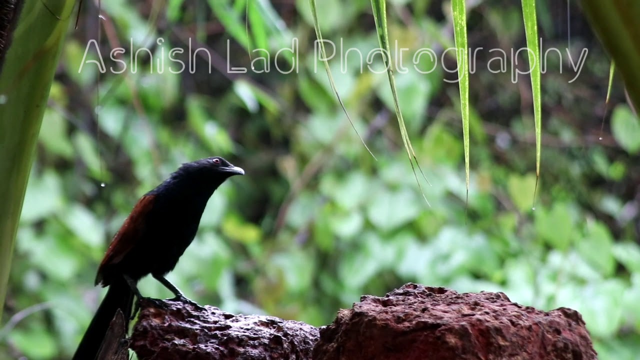 Bharadwaj bird / Indian Coucal / Greater Coucal / Crow pheasant in slow ...