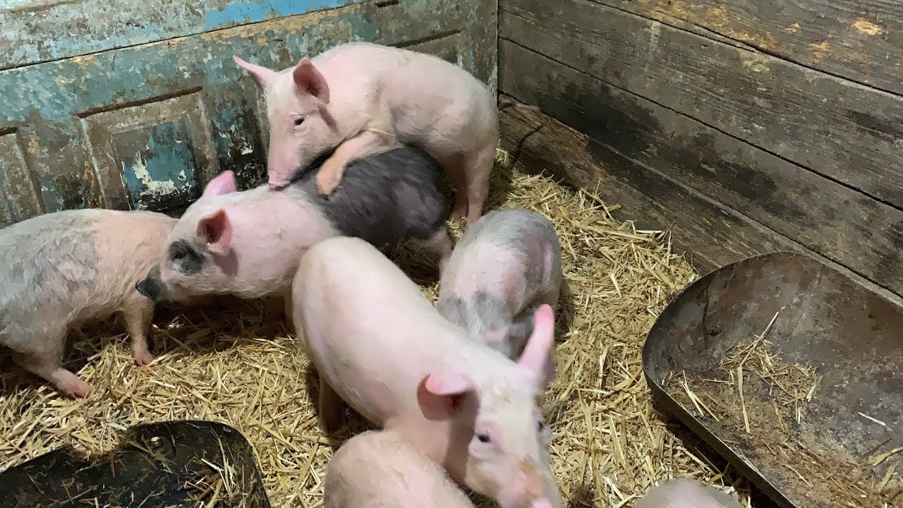 Another day from my mini Farm | Farm Blog - YouTube