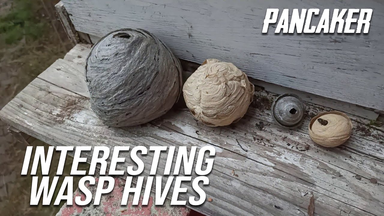 Interesting Wasp Hives #InterestingWaspHives #WaspHives #Hives - YouTube