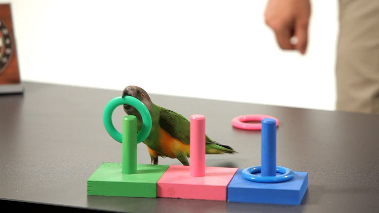 How to Teach a Parrot to Play Ring Toss | Parrot Training - YouTube