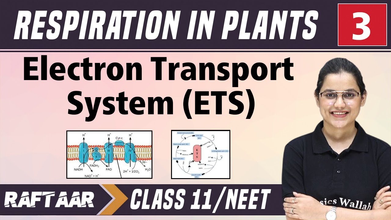 Respiration in Plants 03 || ETS || Class 11/NEET || RAFTAAR - YouTube
