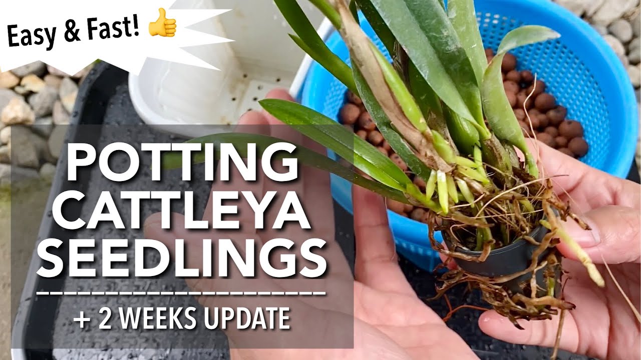 POTTING Cattleya Seedlings With Update | Orchid Repot | How To Plant ...