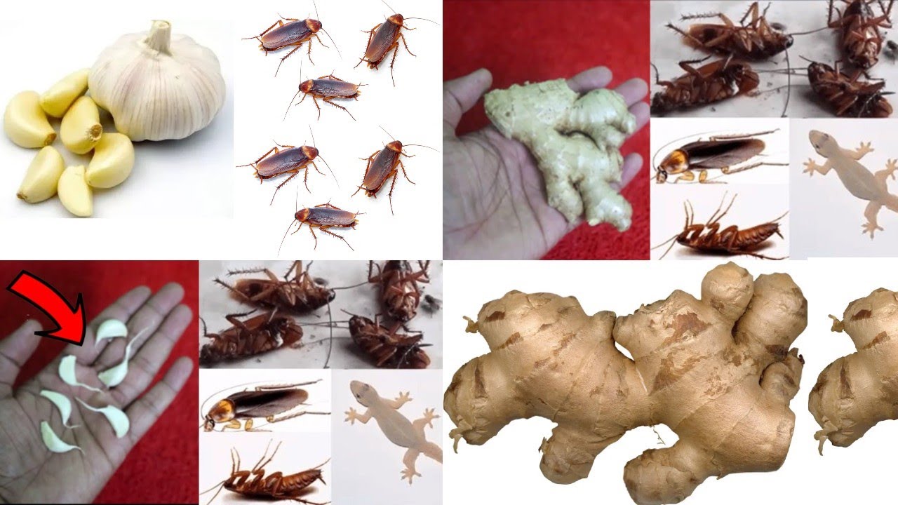 MAGIC GARLIC & GINGER &|| Amazing Results || Get Red Off Cockroach ...