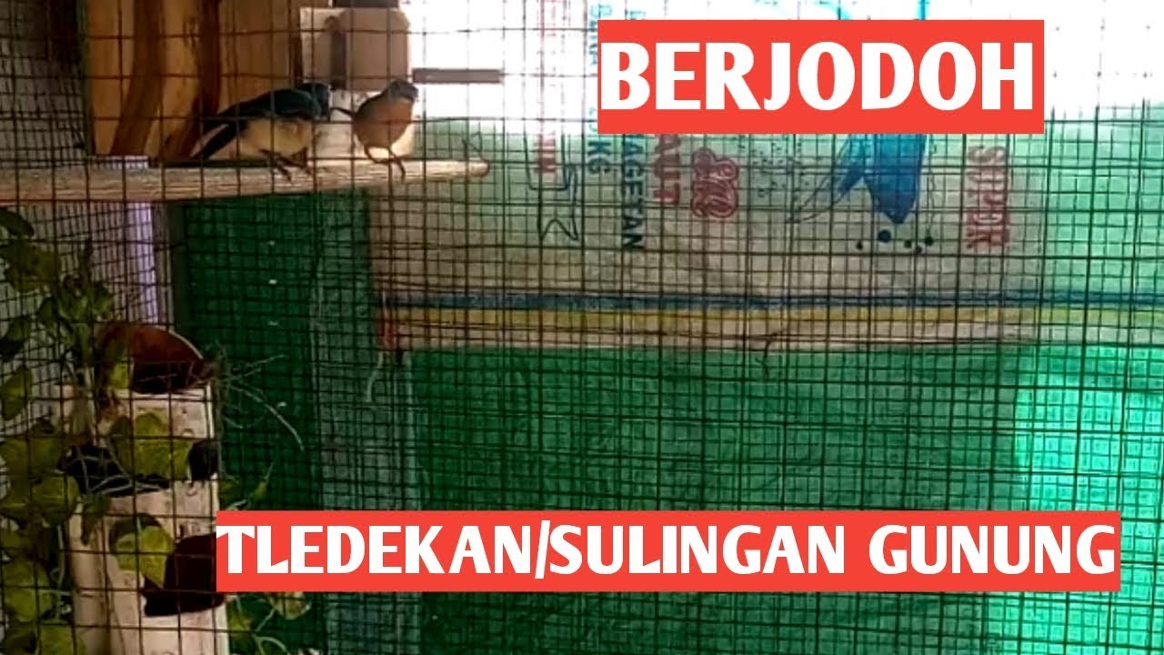 BURUNG SULINGAN/TLEDEKAN GUNUNG Berjodoh - YouTube