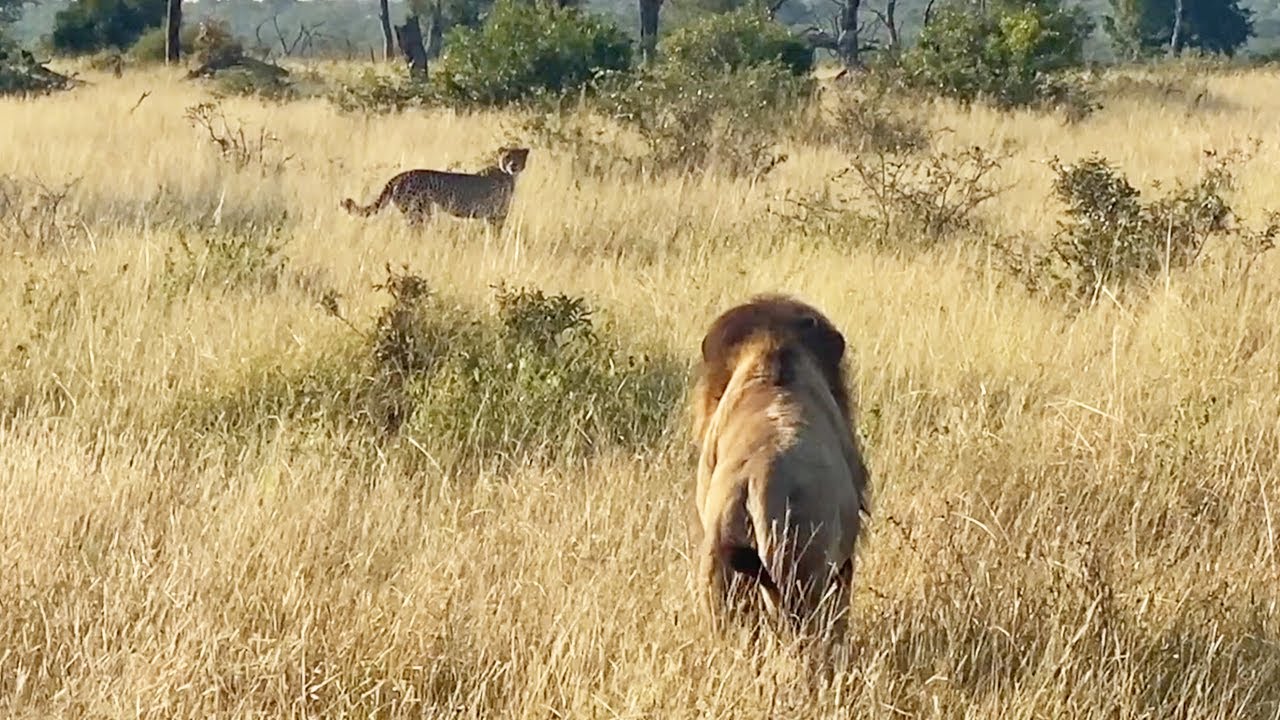 LION vs CHEETAH + WILD DOGS vs BABOON! - YouTube