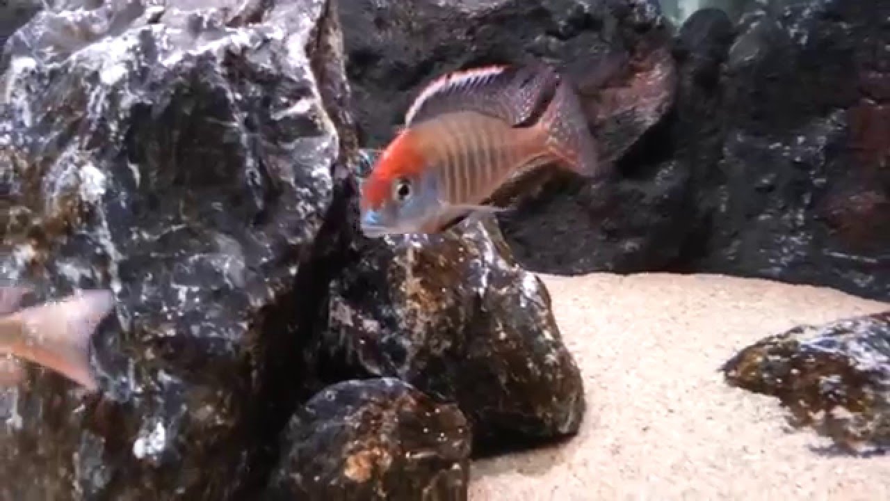 Lethrinops sp. Red Cap 'Itungi' - YouTube