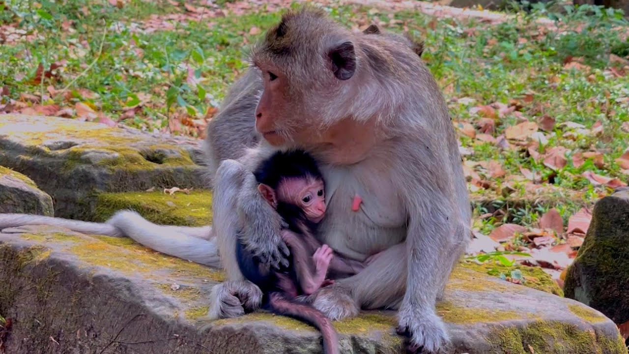 Mom monkey carry baby carefully and gently because of afraid he's ...