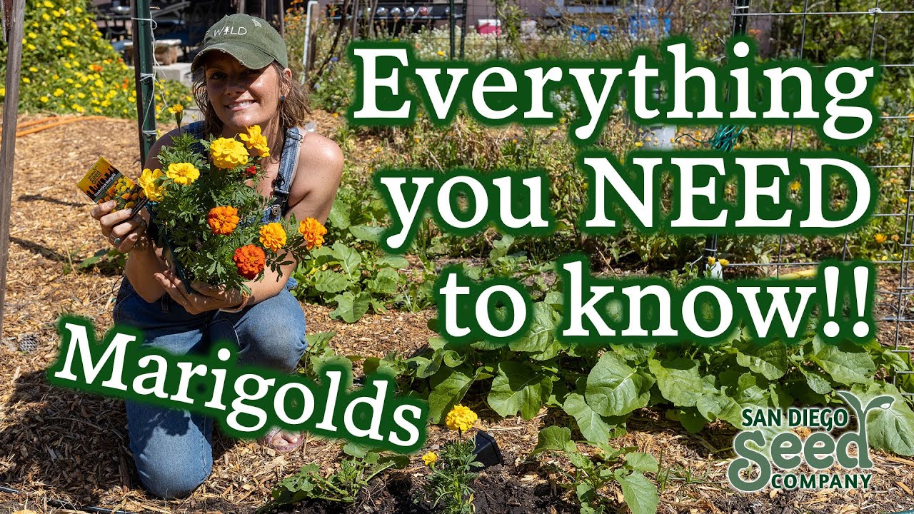 Marigold Flowers 101: Planting, Care & Harvesting for These Beautiful ...