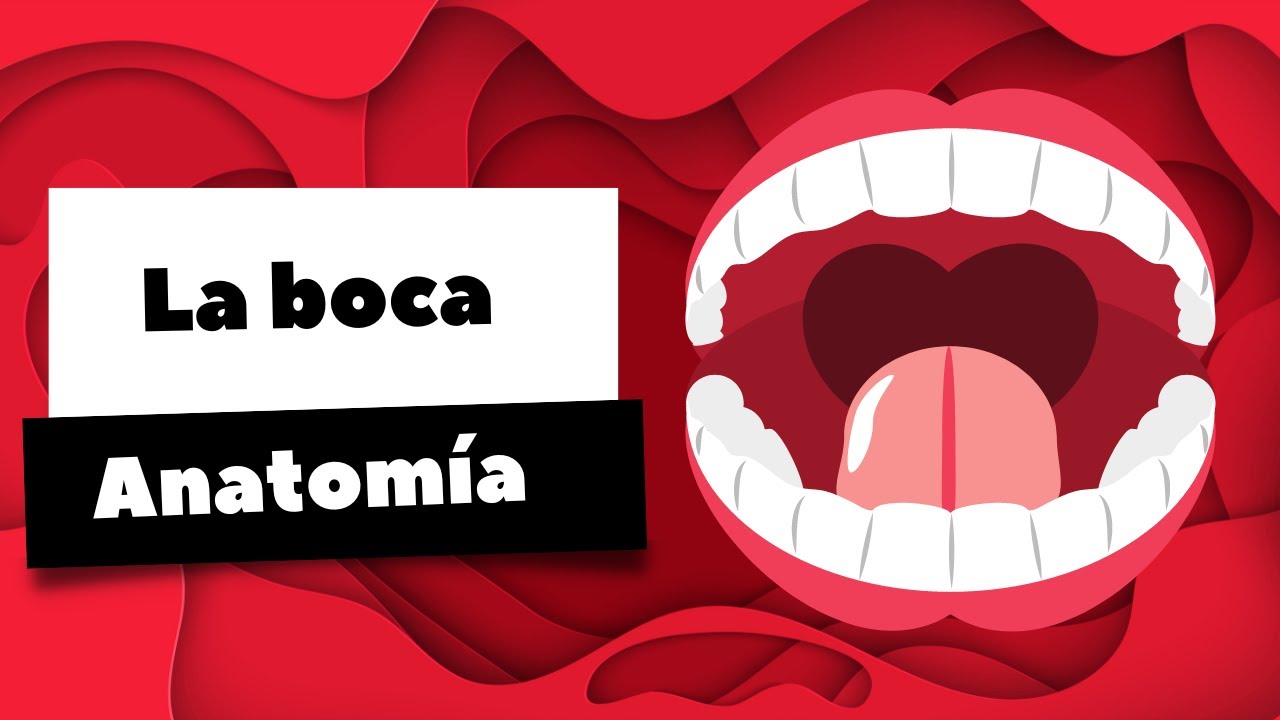 Anatomía de la boca - YouTube