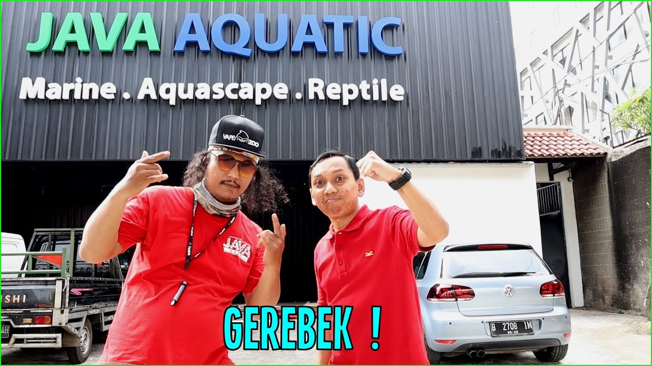 Visit Java Aquatic - Toko Aquascape dan Reef Terlengkap | Intip juga ...
