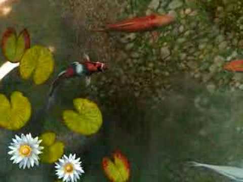 Koi Pond Screensaver! - YouTube
