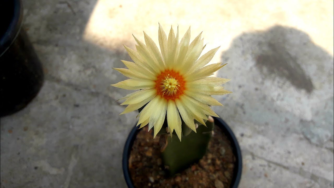 Must Watch !! Timelapse video of opening and closing of Astrophytum ...
