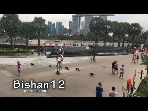 Bishan12 @Marina Barrage (Dtd 01 Jun 2017)