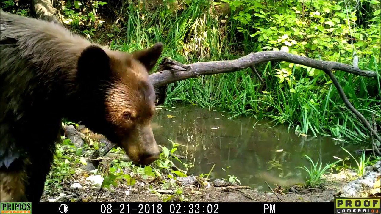 bear and snake 21Aug2018 - YouTube