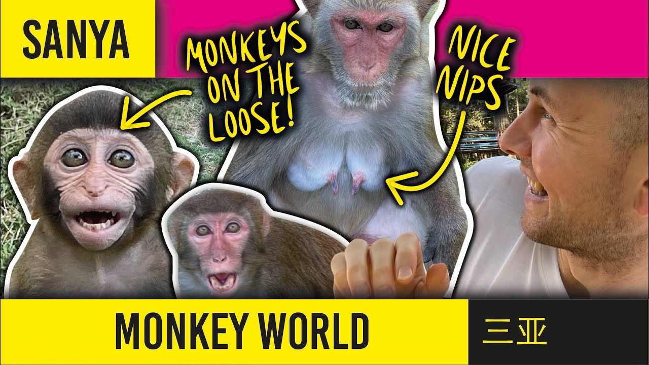 HOW TO GET RABIES IN CHINA... The Sanya Monkey World 三亚南湾猴岛自然保护区 Nanwan ...
