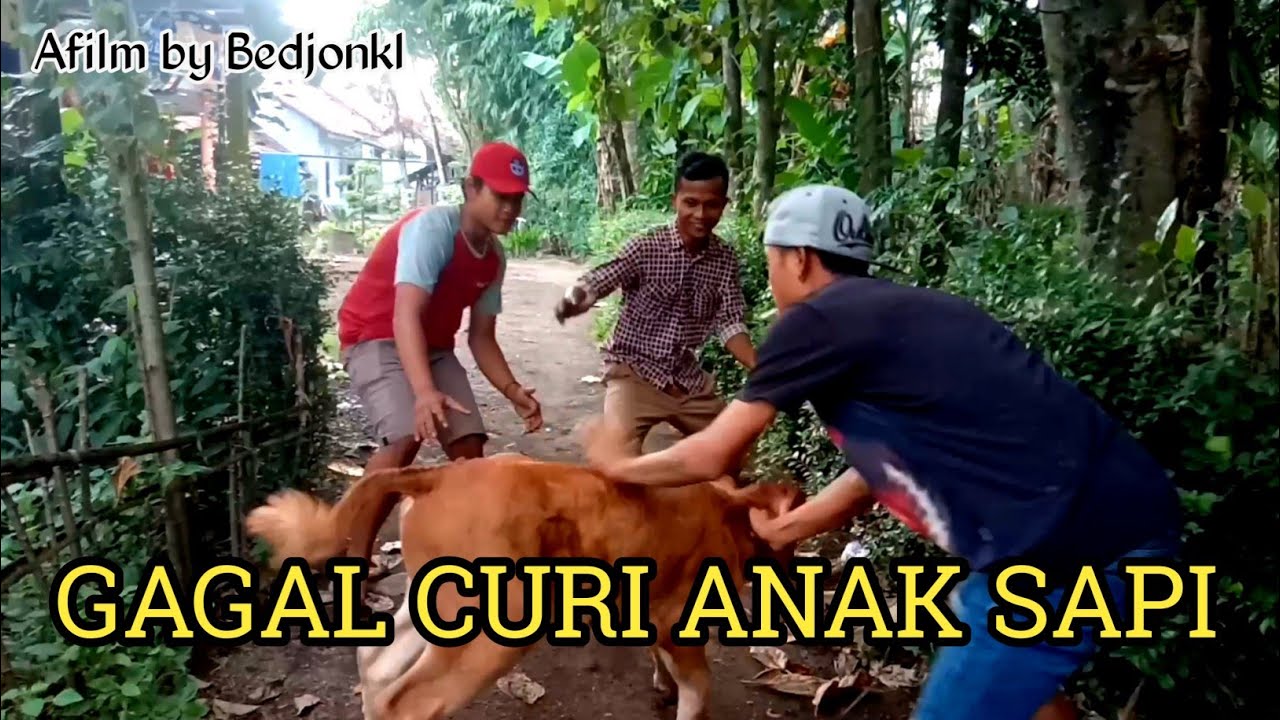 GAGAL CURI ANAK SAPI-KOMEDI JAWA/FILM PENDEK short movie - YouTube