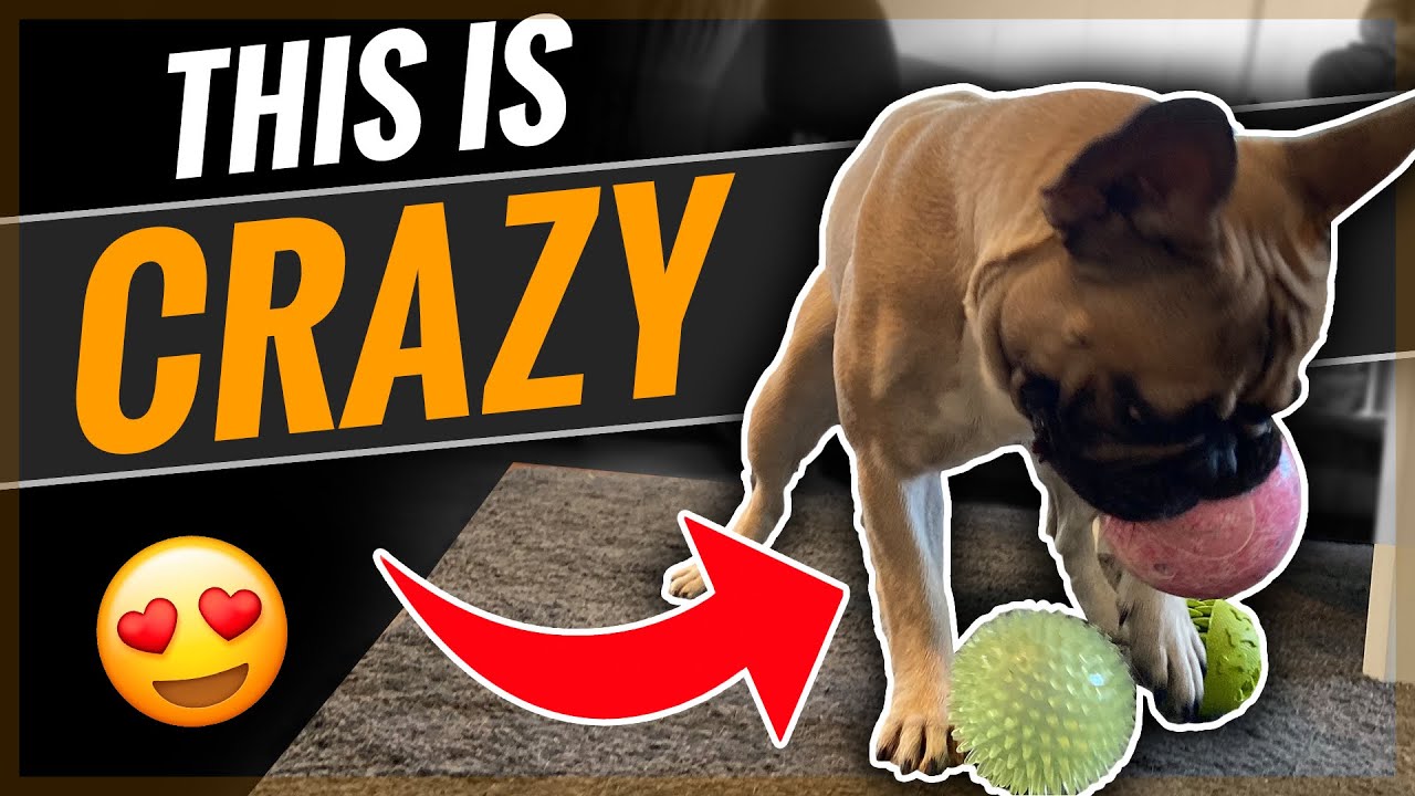 Funny Video:French Bulldog Going crazy With Balls - 3 Balls At A Time ...