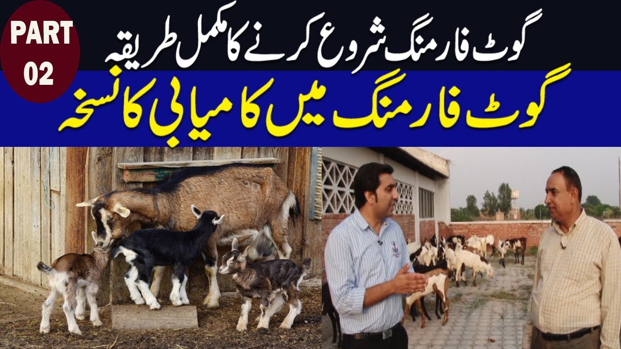 How to Start Goat Farming in Pakistan | Goat Farming Business in ...