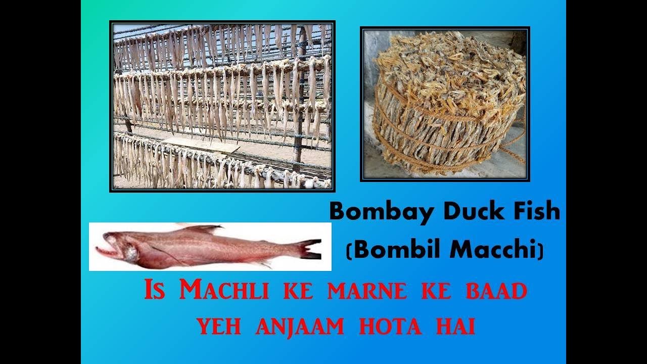 The famous bombay duck fish of India | bombil Machli | how to dry fish ...