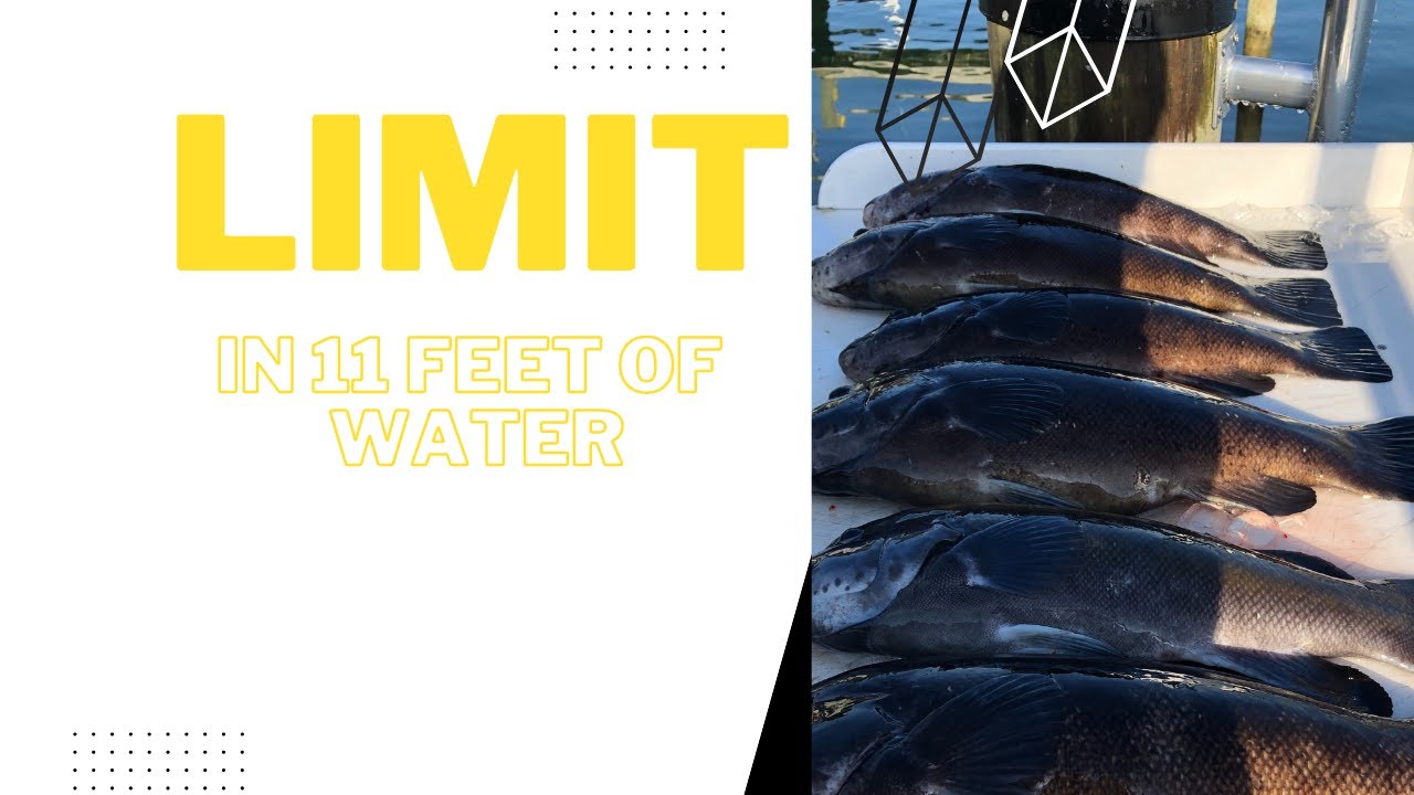 One Hour Blackfish (Tog) Limit in 11 Feet of Water! - YouTube