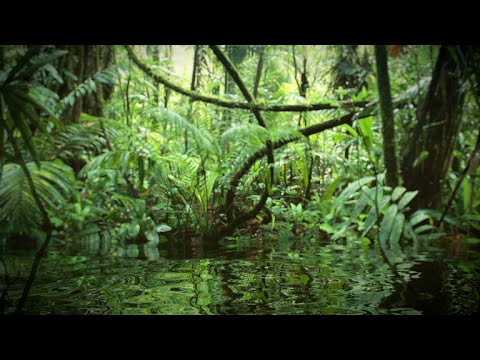 Jungle swamp animation done in Blender - YouTube