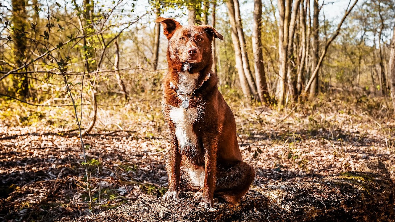 Romanian Street Dog | My Next Dog - YouTube
