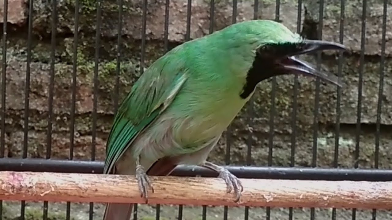 Solusi Cucak ijo Jarang Bunyi - YouTube