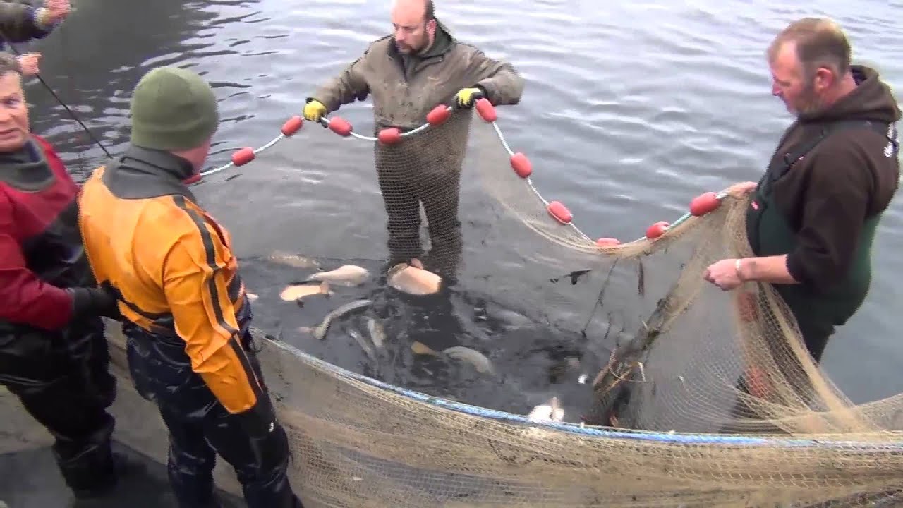 Premium Carp Fishing - Netting a Stock Pond - YouTube