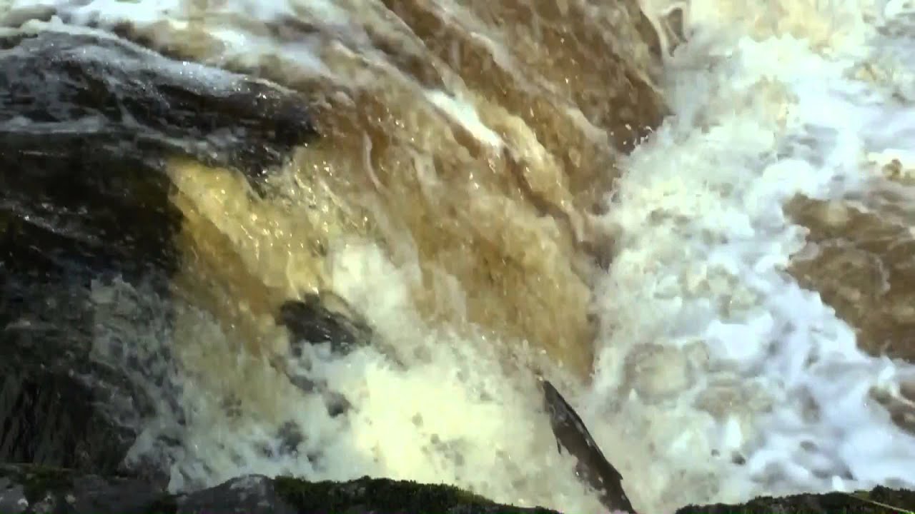 Salmon At Stainforth Force......October 2013 - YouTube