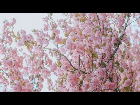 Hermosa Música Relajante: Música de Violín, Piano, Violonchelo y de la Guitarra