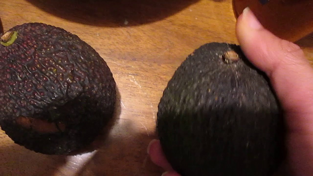 Avocado testing method (what I was taught from organic shop) - YouTube