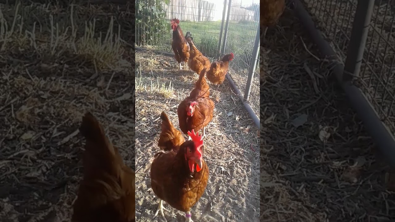 Chicken hop - YouTube