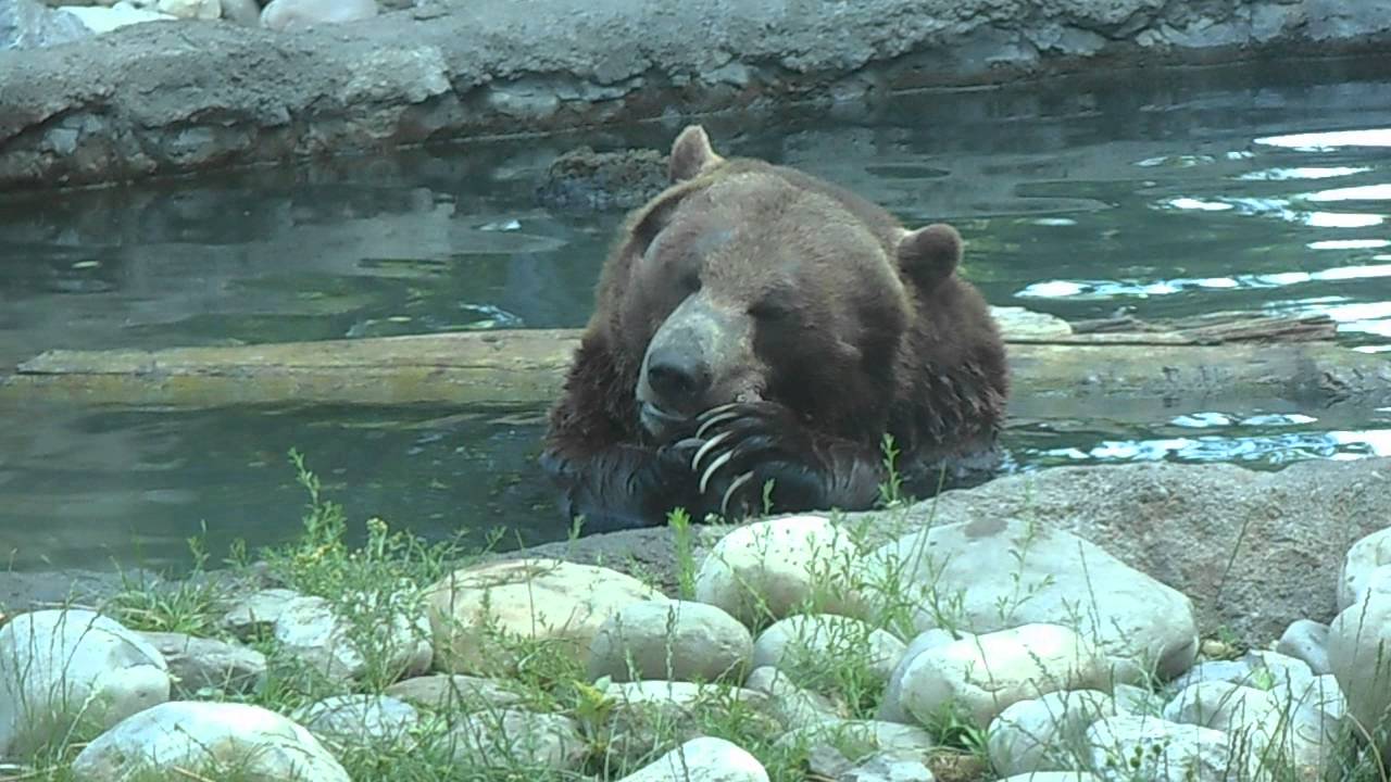Skoki, il grizzly dello zoo di Calgary - YouTube