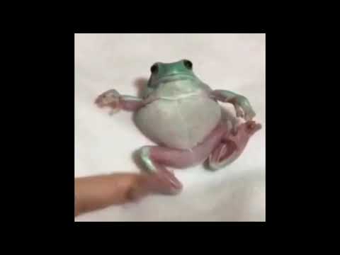 Frog Vine - YouTube